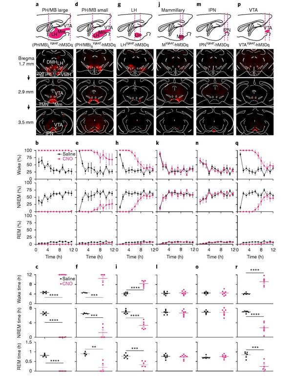 【客户文章】《Nature neuroscience》VTA中GABA能和谷氨酸能神经元对觉醒和睡眠的调节机制 - 知乎