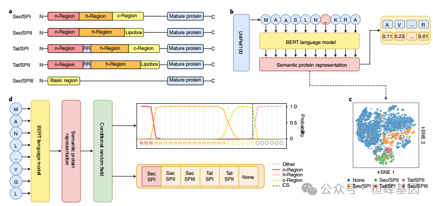 SEQ 6. 蛋白序列的信号肽预测(SignalP) - 知乎