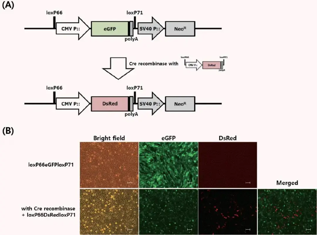 重组酶介导的盒式交换 （recombinase-mediated cassette exchange，RMCE） - 知乎
