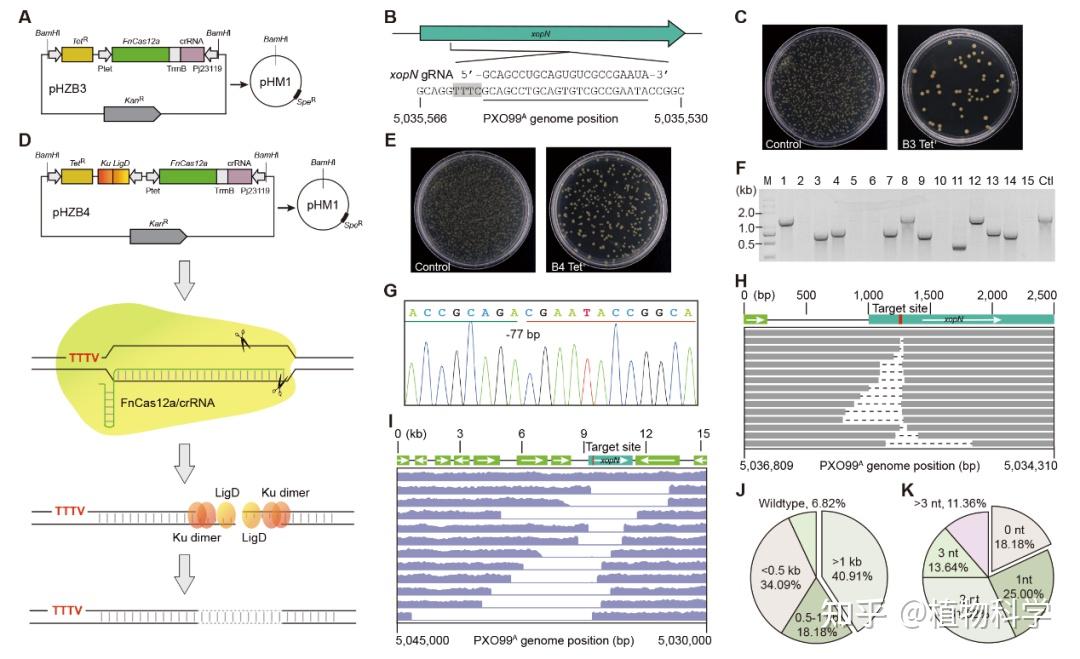 PLoS Pathogens | 中国农科院植保所实现植物病原细菌基因组编辑的突破 - 知乎