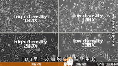 ID8细胞培养，小鼠卵巢上皮癌细胞培养攻略 - 丰晖生物 - 知乎