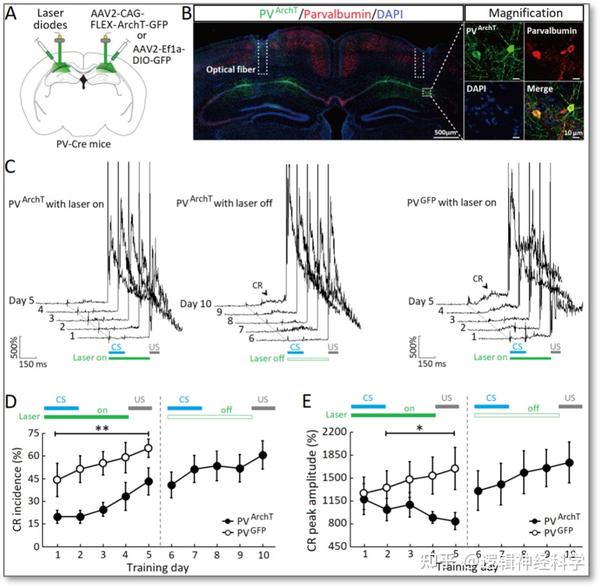 J Neurosci︱陆军军医大学胡波课题组揭示背侧海马小清蛋白阳性中间神经元在联合型运动学习中的作用及其网络活动机制 - 知乎