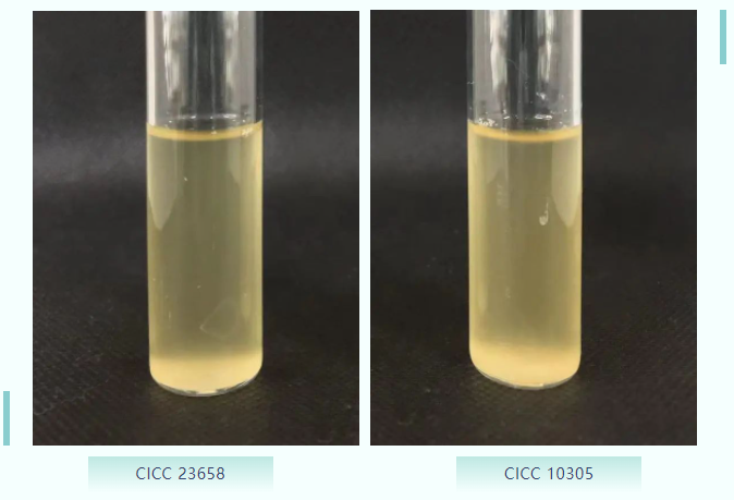 GB/T 5750.12 -2023《生活饮用水标准检验方法 第12部分：微生物指标》标准菌株特性研究 - 知乎