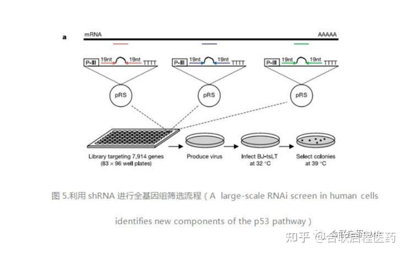 CRISPR/Cas9原理及技术优势 - 知乎