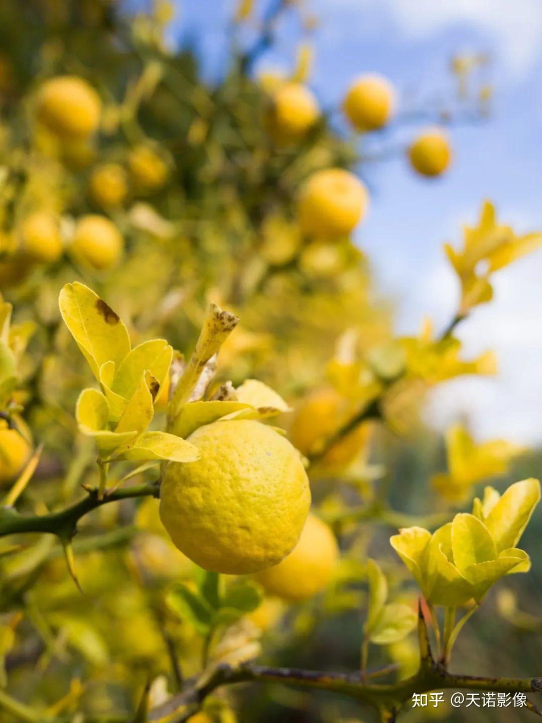 最轻量，哈苏 XCD 4/45P 镜头 - 知乎