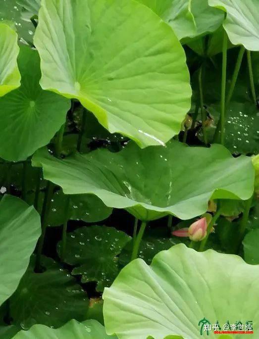 英 诗 55《 I Ask My Mother To Sing 》汉 译《 唱 吧， 妈 妈 们 》解 读 - 知乎