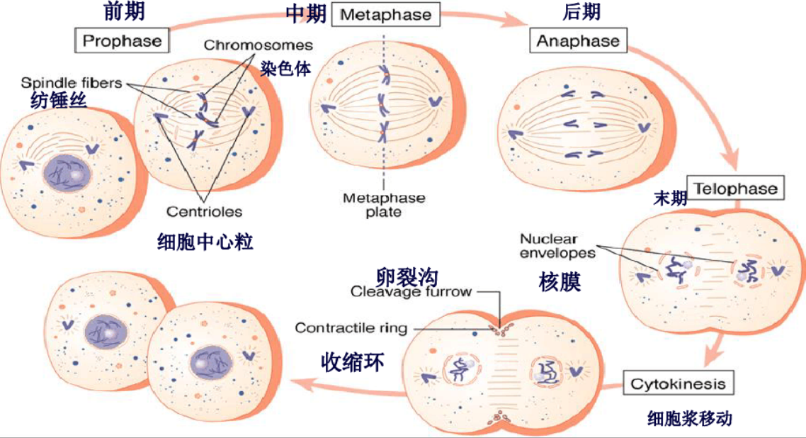 肿瘤常见概念汇总 - 知乎