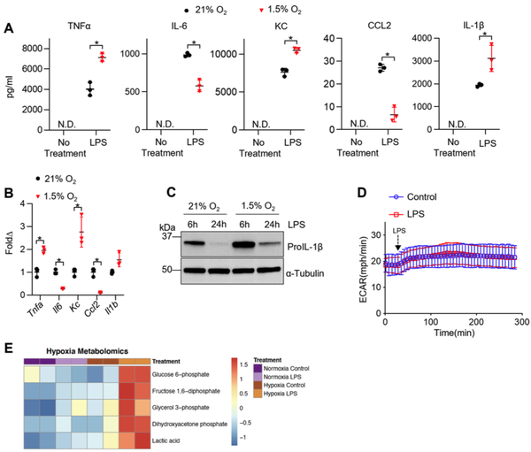 eLife丨HIF-1α通过代谢重编程保护急性肺损伤期间的细胞存活 - 知乎