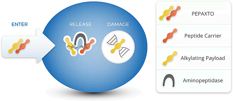 PDC药物的靶向释放原理与代谢产物鉴定研究策略 - 知乎