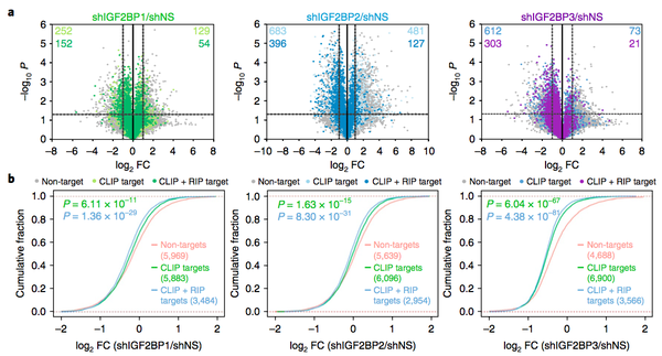 NCB: 一种新的m6A阅读器！可促进mRNA翻译和稳定性 - 知乎