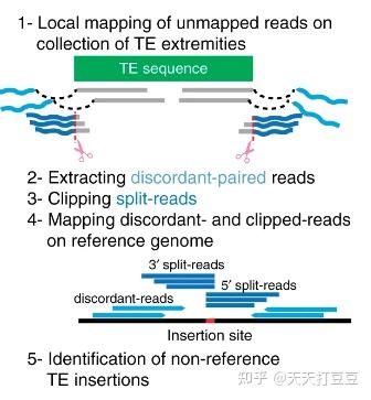 转座子插入多态性（TIP分析）流程-基于参考基因组比对策略 - 知乎