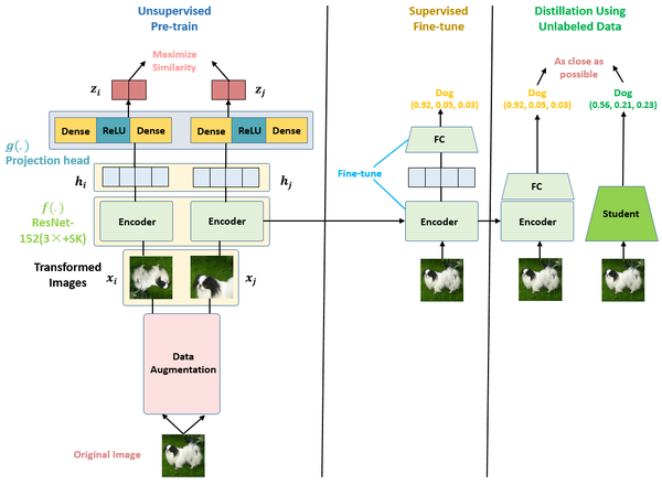 Self-Supervised Learning 超详细解读 (二)：SimCLR系列 - 知乎
