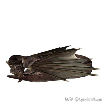 BerGenBio 宣布启动 1b/2a 期试验，评估 Bemcentinib 在携带 STK11突变的一线非小细胞肺癌患者中的疗效 - 知乎