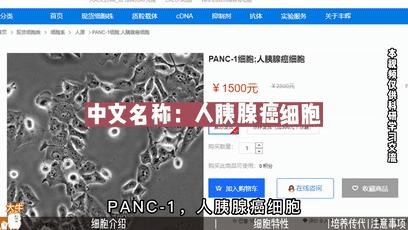 PANC-1细胞培养，人胰腺癌细胞培养攻略-丰晖生物 - 知乎