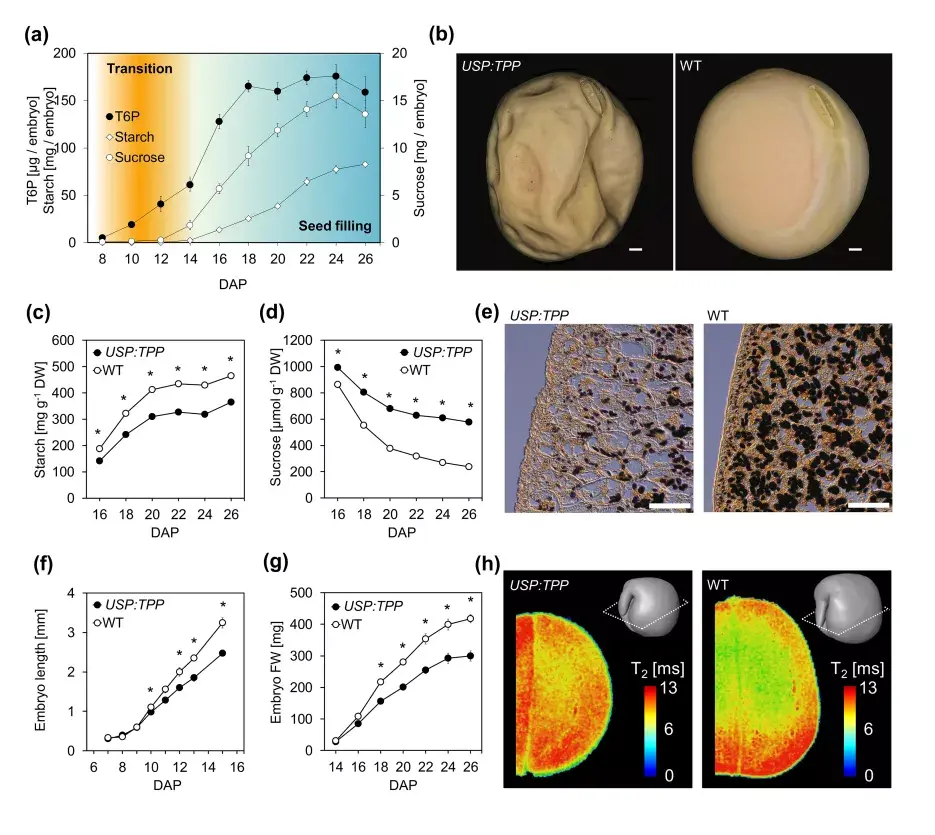 New Phytol. | 6-磷酸海藻糖通过激活生长素合成促进种子灌浆 - 知乎