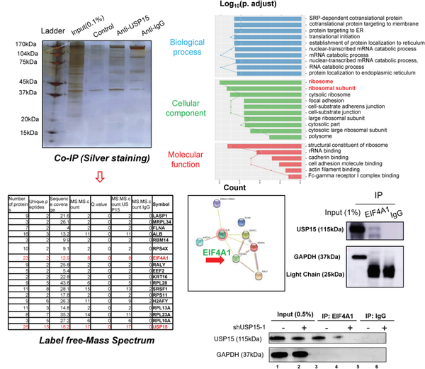 USP15在皮肤伤口修复过程中通过去泛素化EIF4A1增强再上皮化 - 知乎