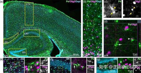 GLIA︱白贤淑/Frank Kirchhoff团队发现一群OPC不表达Olig2，急性脑损伤和学习活动可促进这群细胞的形成 - 知乎