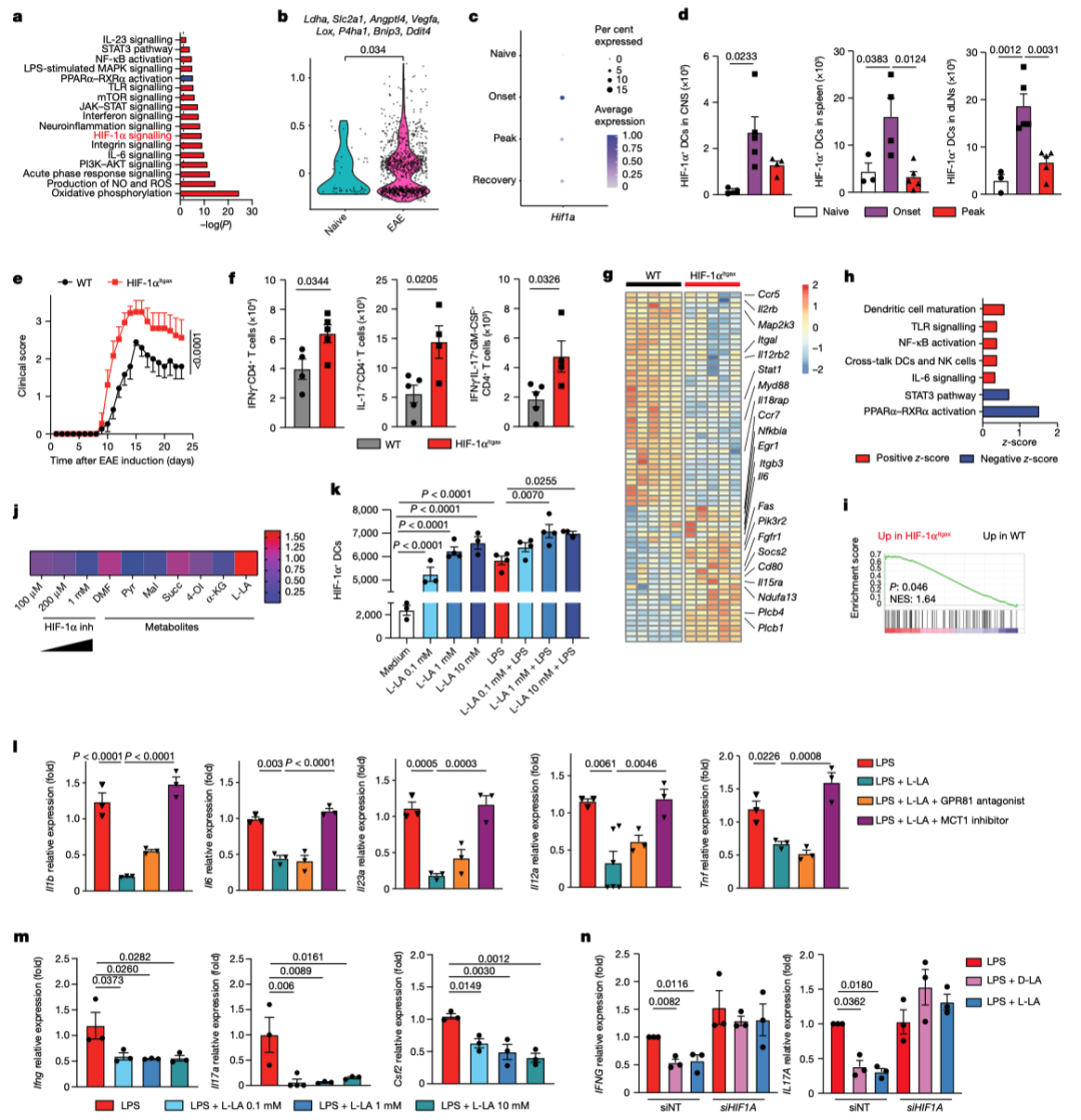 Nature丨乳酸通过稳定树突状细胞中的 HIF-1α 来限制 CNS 自身免疫 - 知乎