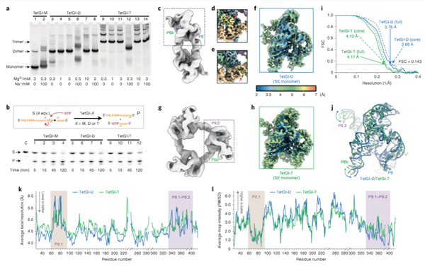Nat Methods | RNA分子结构研究新方法 - 知乎