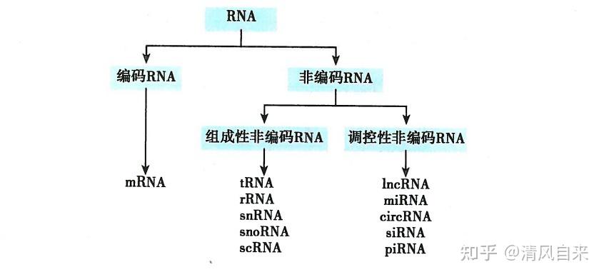 知识点梳理——RNA的分类和作用 - 知乎