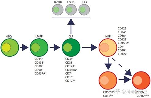 NK细胞全面解读：发育过程、受体特性、流式解决方案、功能探索、实际应用 - 知乎