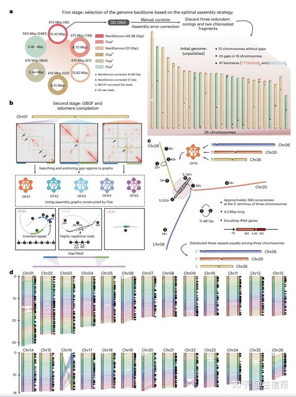 NP-模式植物小立碗藓T2T基因组发布(详细解读) - 知乎