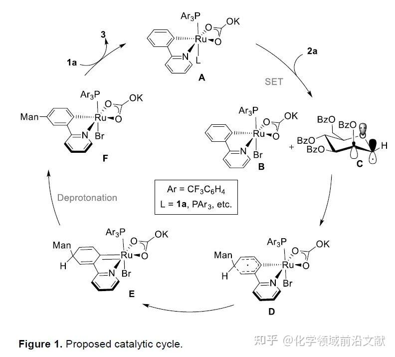 【Angew. Chem.】Ru(II)催化间位C-H糖基化反应：模块化合成间位C-Ar糖苷 - 知乎
