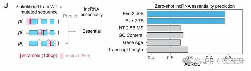 Evo2：跨生命领域的基因组“造物主”模型 - 知乎