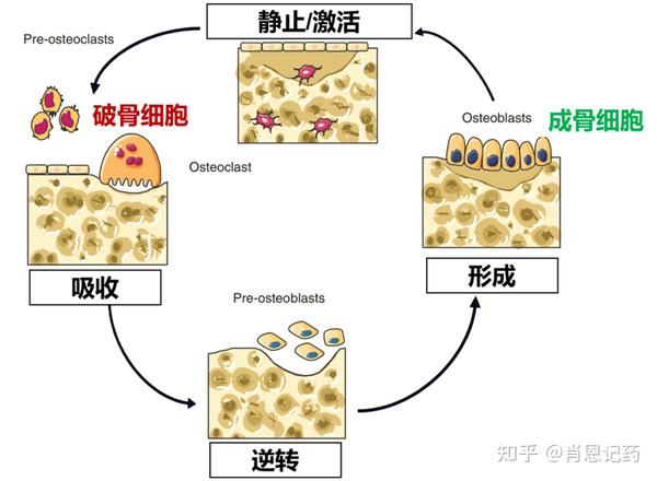 如何记住所有FDA批准生物药？| RANKL拮抗剂 | 普罗力®安加维®地舒单抗| 降低骨质疏松等相关骨事件 - 知乎