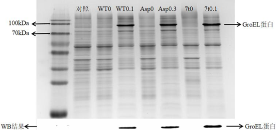 【菌周刊】菌种建库篇｜大肠杆菌BL21外源蛋白表达提高策略之氨基酸组成优化思路解析 - 知乎