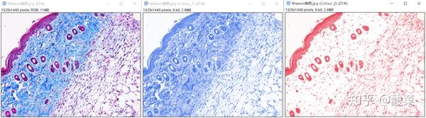ImageJ高效图片分析技巧 - 知乎