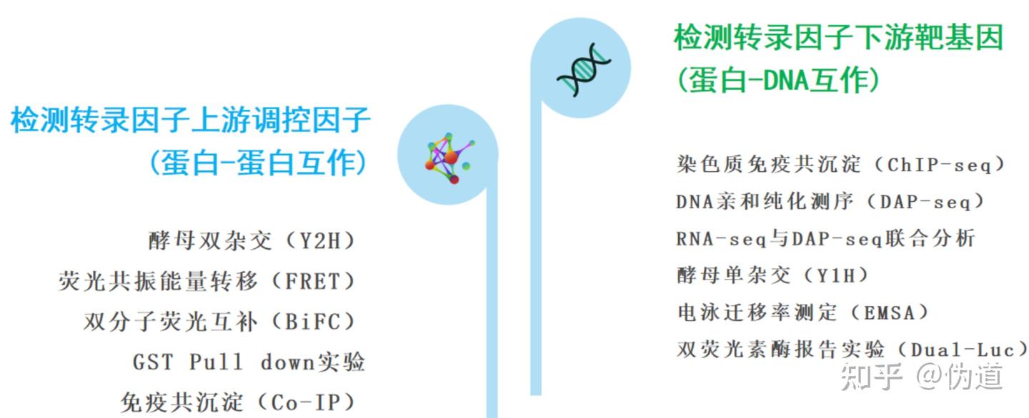 转录因子 - 知乎