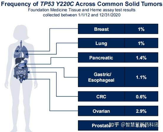 p53 Y220C能否开辟靶向p53新方向 - 知乎