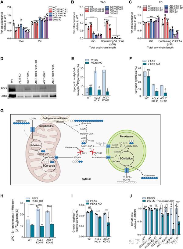 Sci Adv︱加州大学圣地亚哥分校团队发现代谢应激下细胞器间“crosstalk”能够维系乙酰辅酶A的稳态和脂质生成过程 - 知乎