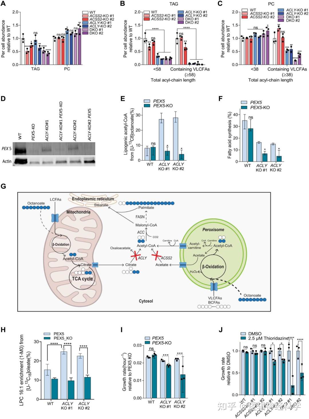 Sci Adv︱加州大学圣地亚哥分校团队发现代谢应激下细胞器间“crosstalk”能够维系乙酰辅酶A的稳态和脂质生成过程 - 知乎