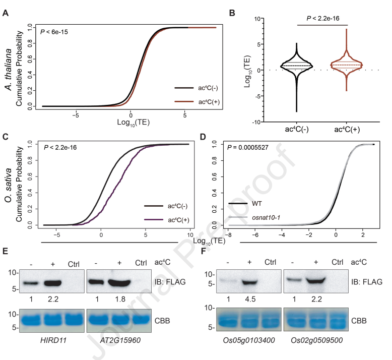 云序用户农口IF20+论文：植物mRNA存在ac4C新型修饰，对RNA稳定性及翻译产生重要影响 - 知乎