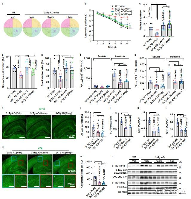 IF:29.234 | 靶向线粒体自噬，清除大脑“垃圾”，治疗阿尔茨海默病 - 知乎