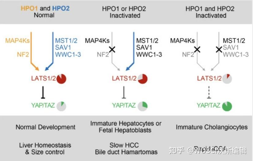EMBO J | 复旦大学团队发现两个Hippo信号模块协调肝脏大小和肿瘤发生 - 知乎