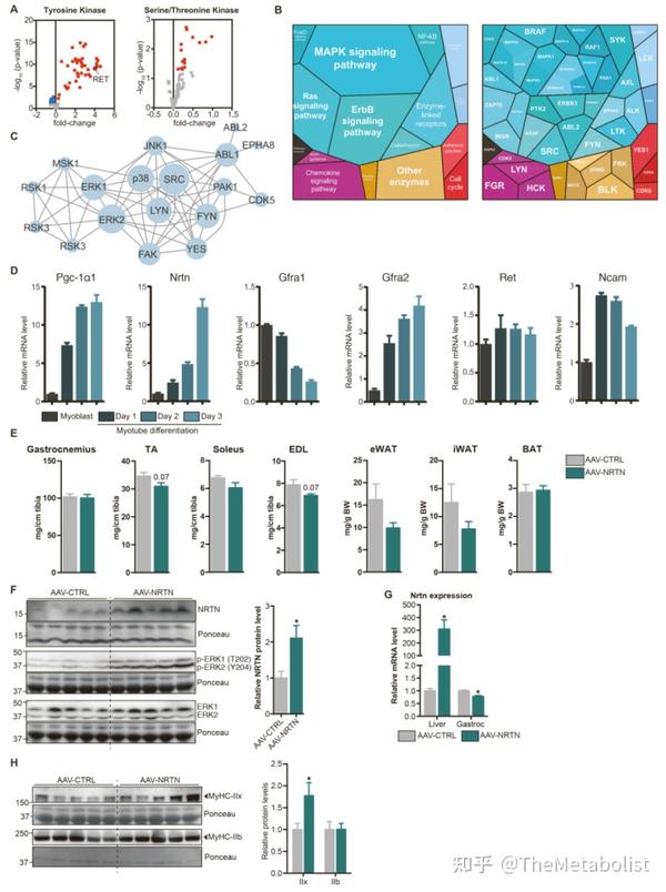 代谢学人--Cell Metabolism：红娘NRTN牵线肌肉-神经“慢-慢”人生路 - 知乎