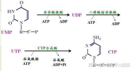 核苷酸不是人体必需的营养物质----嘧啶核苷酸的从头合成途径 - 知乎