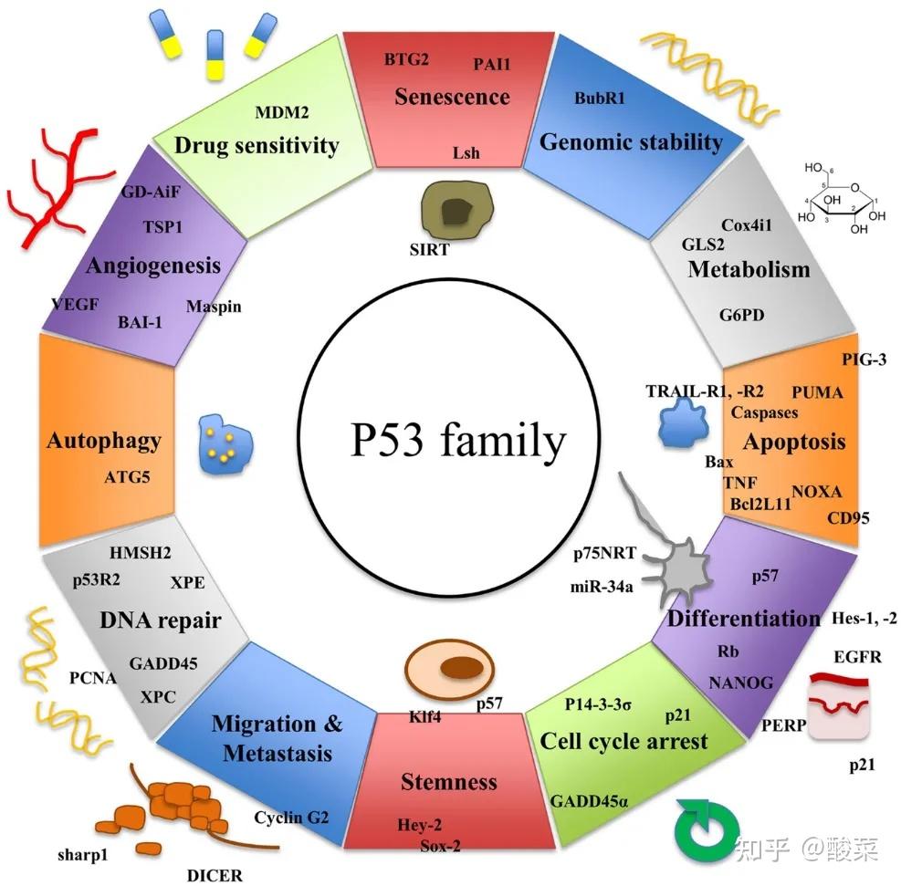 Cancer Cell：明星分子p53调控肿瘤发生的新机制 - 知乎
