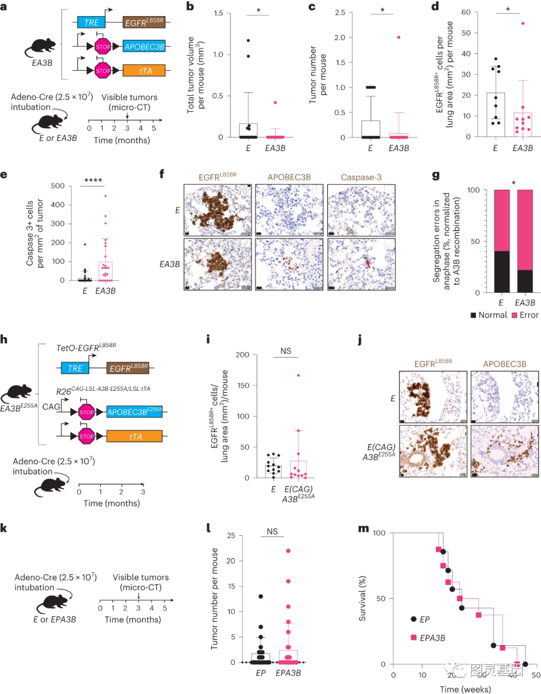 Nat Gen ｜ 美国立卫生研究院创新者奖得主：APOBEC3B在肺癌进化和靶向癌症治疗耐药性中的作用 - 知乎