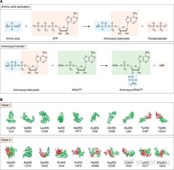 转运RNA与氨酰tRNA合成酶 - 知乎