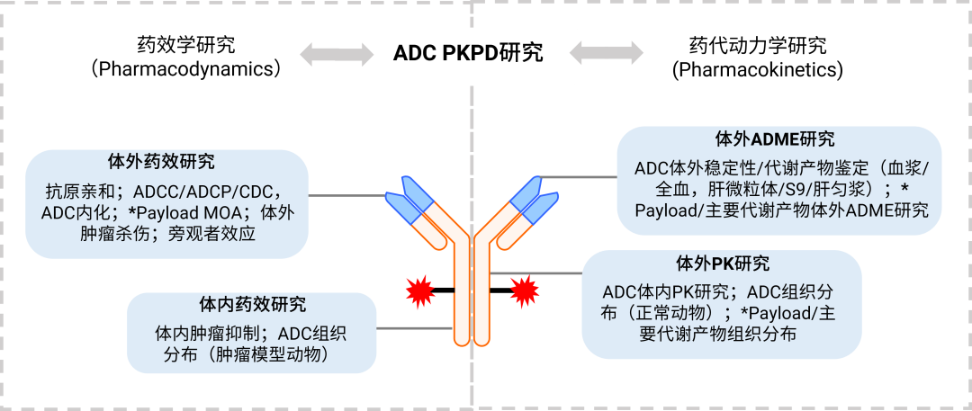 抗体偶联药物（ADC）临床前PKPD研究策略与实践 - 知乎