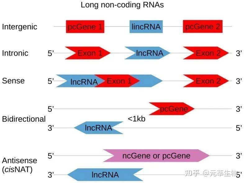 LncRNA专题（一） | IncRNA的概念、分类和功能概述 - 知乎