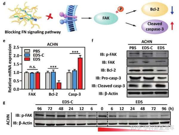 研究前沿｜逆转耐药 提高化疗敏感性！Adv. Mater：可转化的ECM剥夺系统有效抑制肾细胞癌 - 知乎