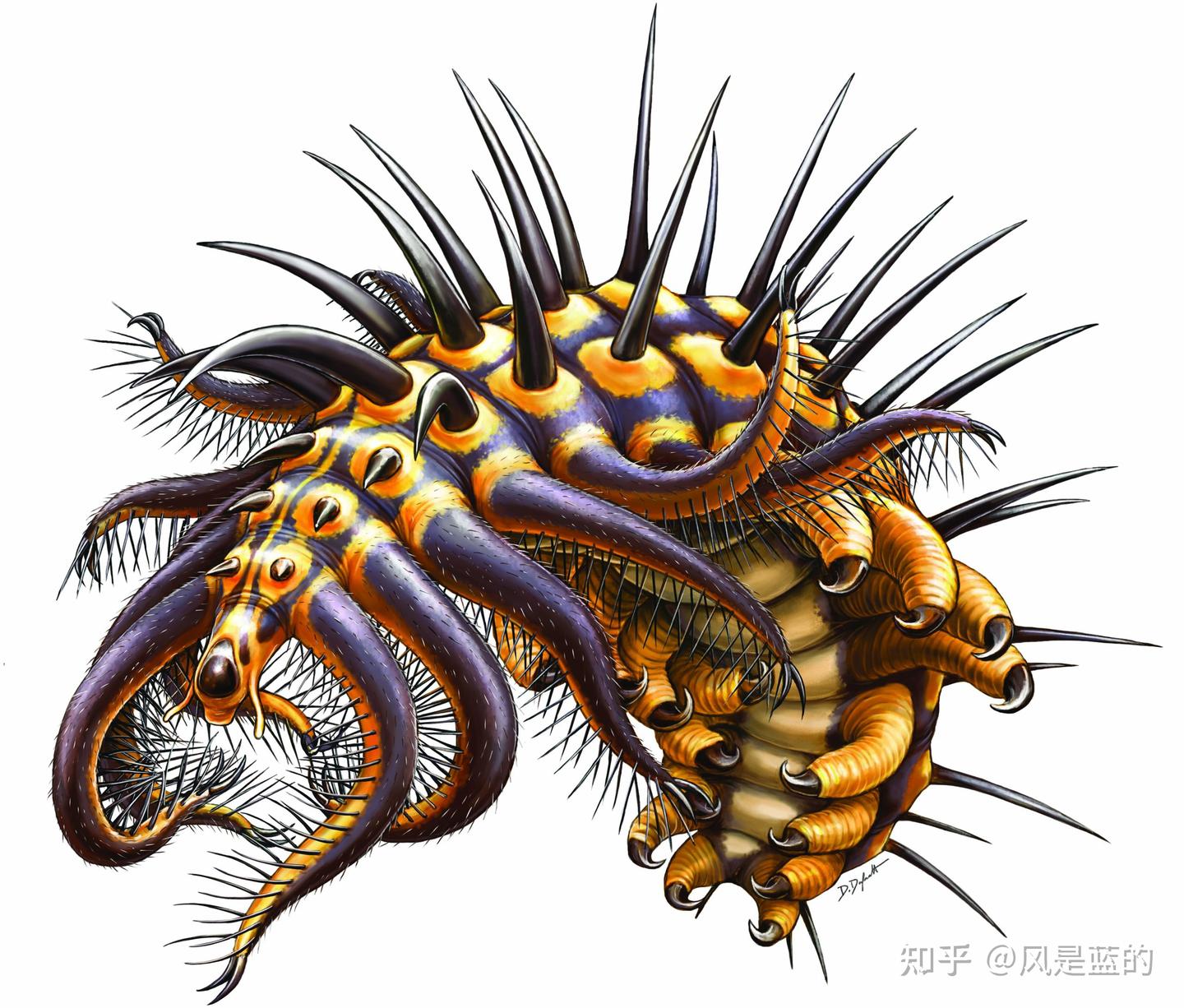 叶足动物门 Lobopodia的梳理 - 知乎