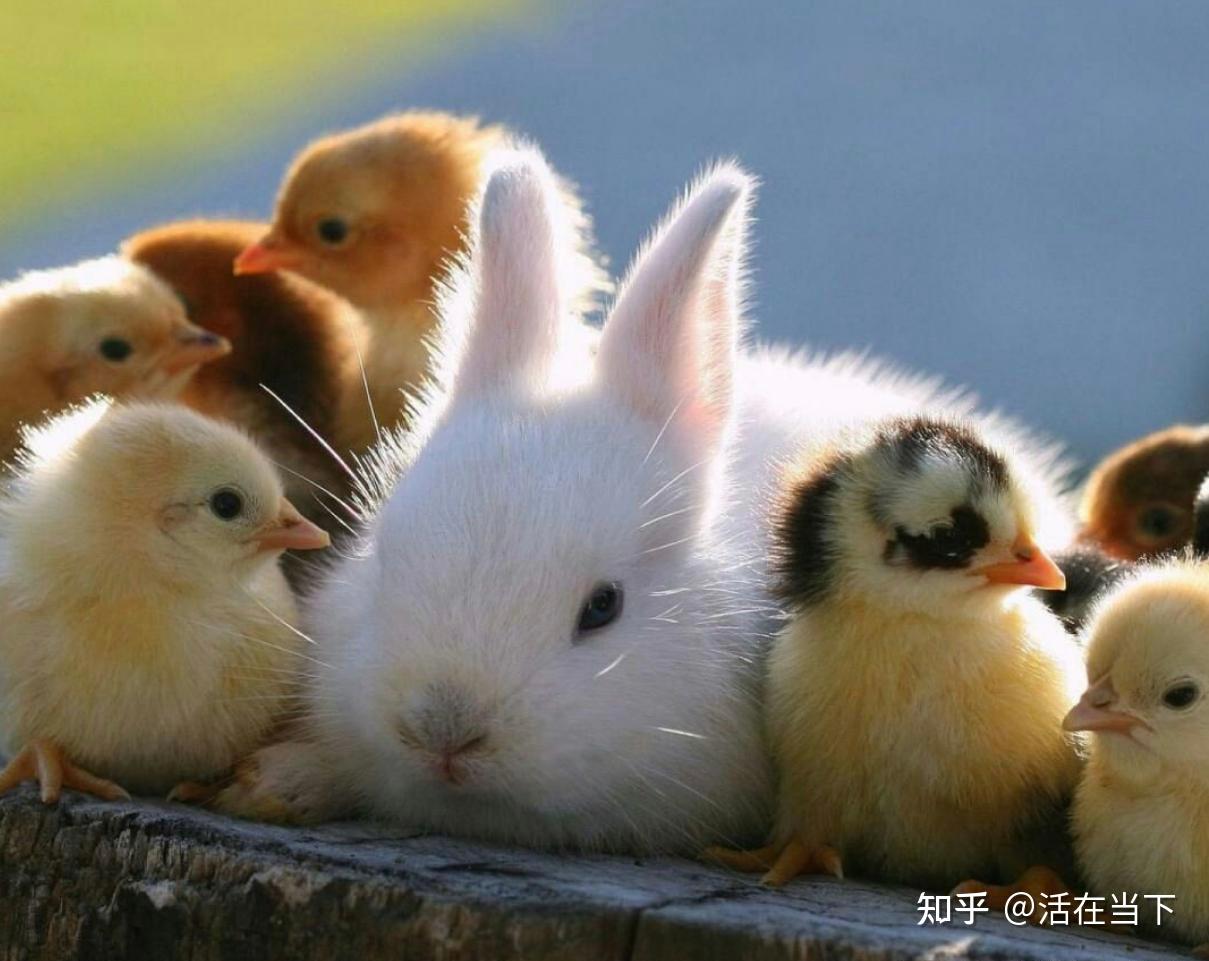 两种思路解鸡兔同笼问题，孩子轻松学会，还能举一反三！ - 知乎