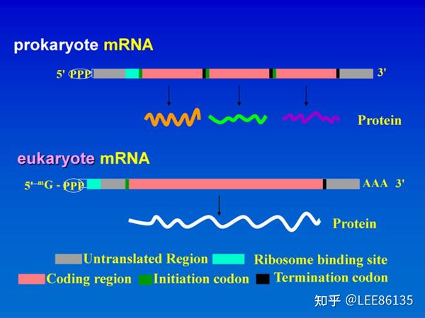 分子生物学复习笔记 - 知乎
