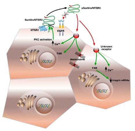 新靶点：一文读懂SORT1/Sortilin全球在研及临床进展汇总 - 知乎
